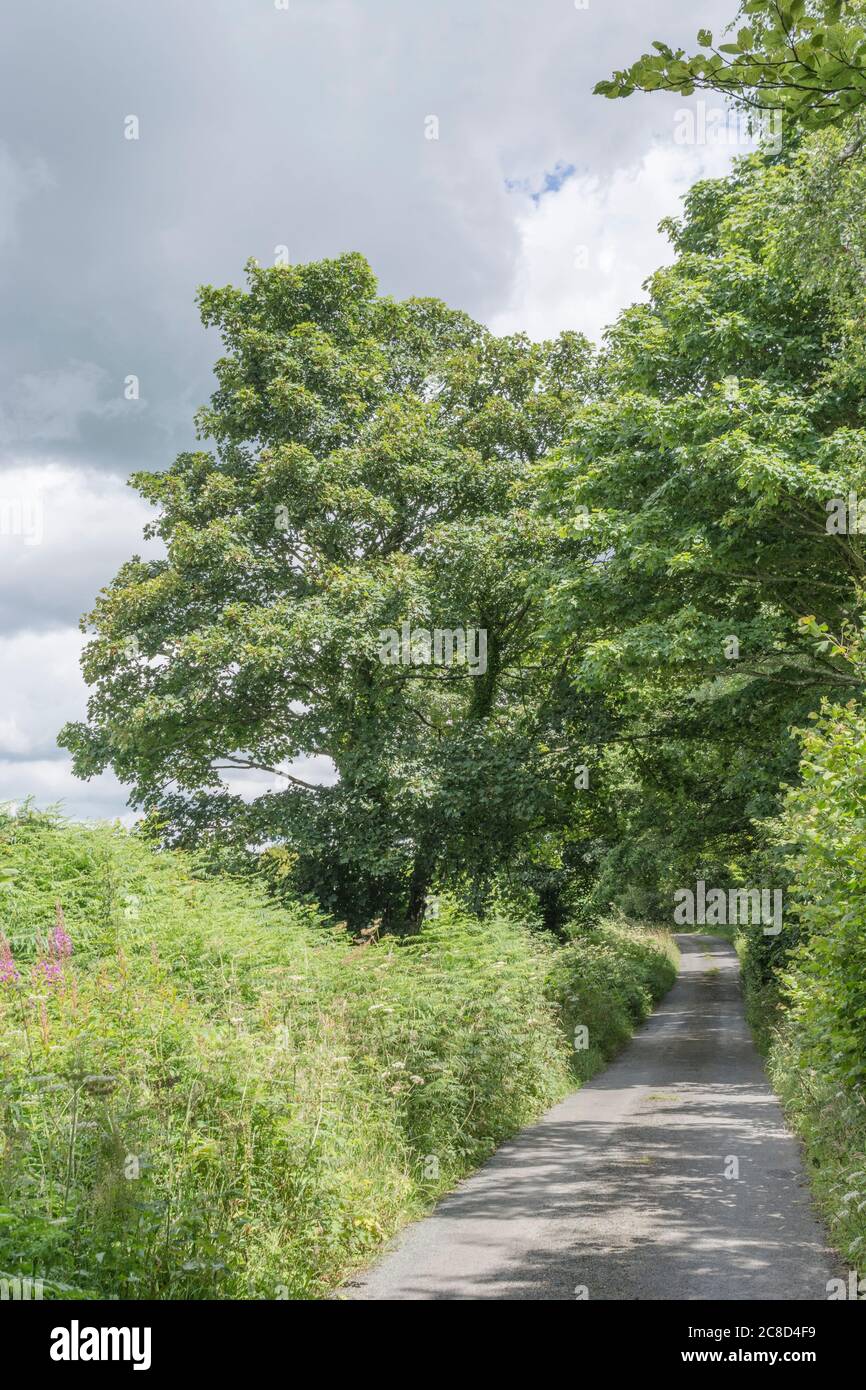 Rural country lane in Cornwall with typical banked hedgerows in summer ...