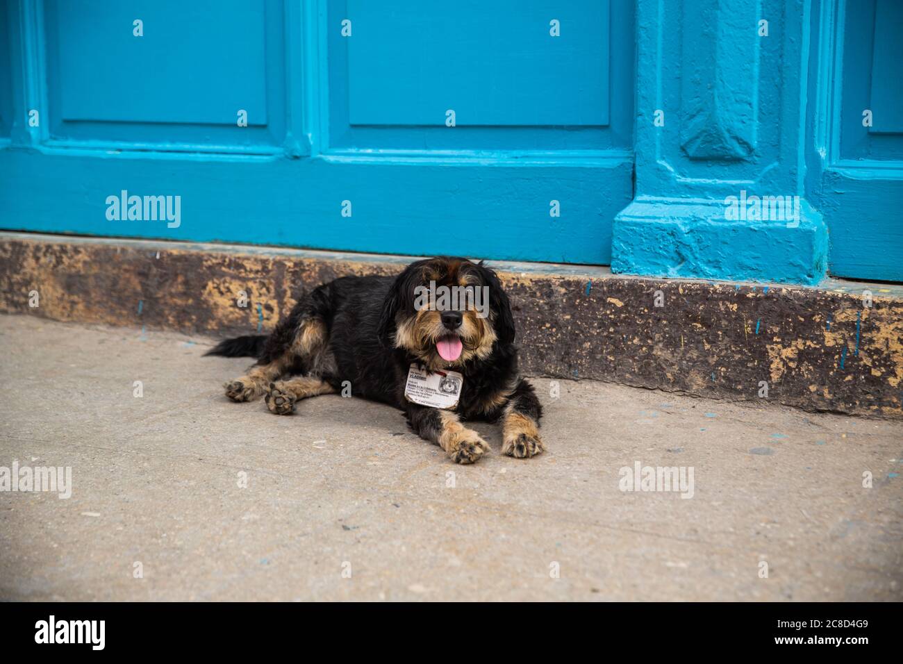 Cute stray dog with identification card on its collar resting on the ...
