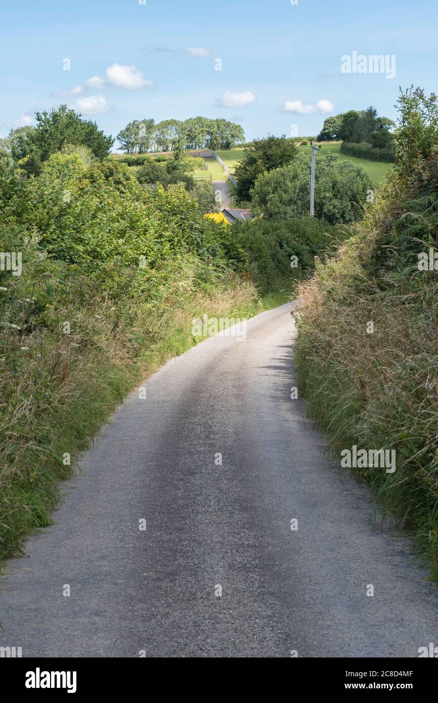 Rural country lane in Cornwall and typical banked hedgerows in summer ...