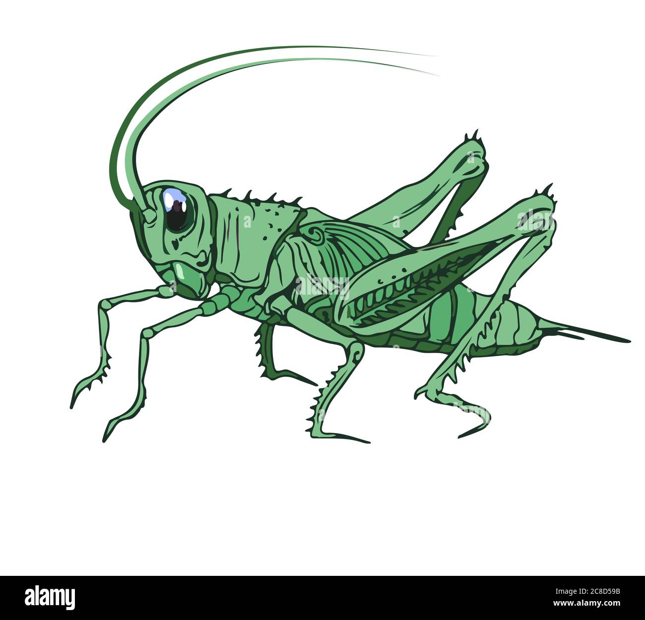 Grasshopper Insect Clipart Grasshopper Clip Art Cut Out Stock Images