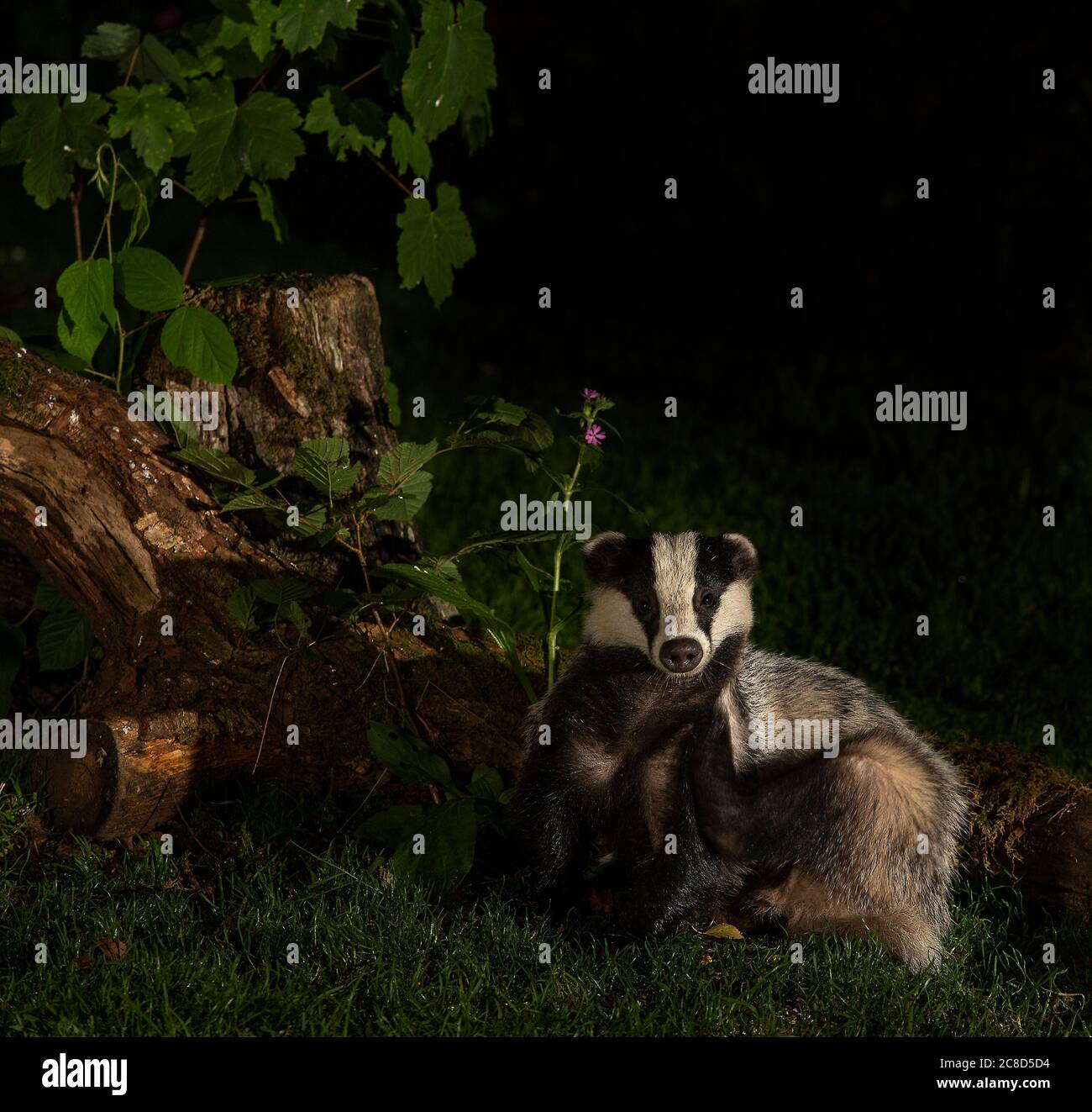 Badger (Meles meles) scratching, Dumfries, SW Scotland Stock Photo - Alamy