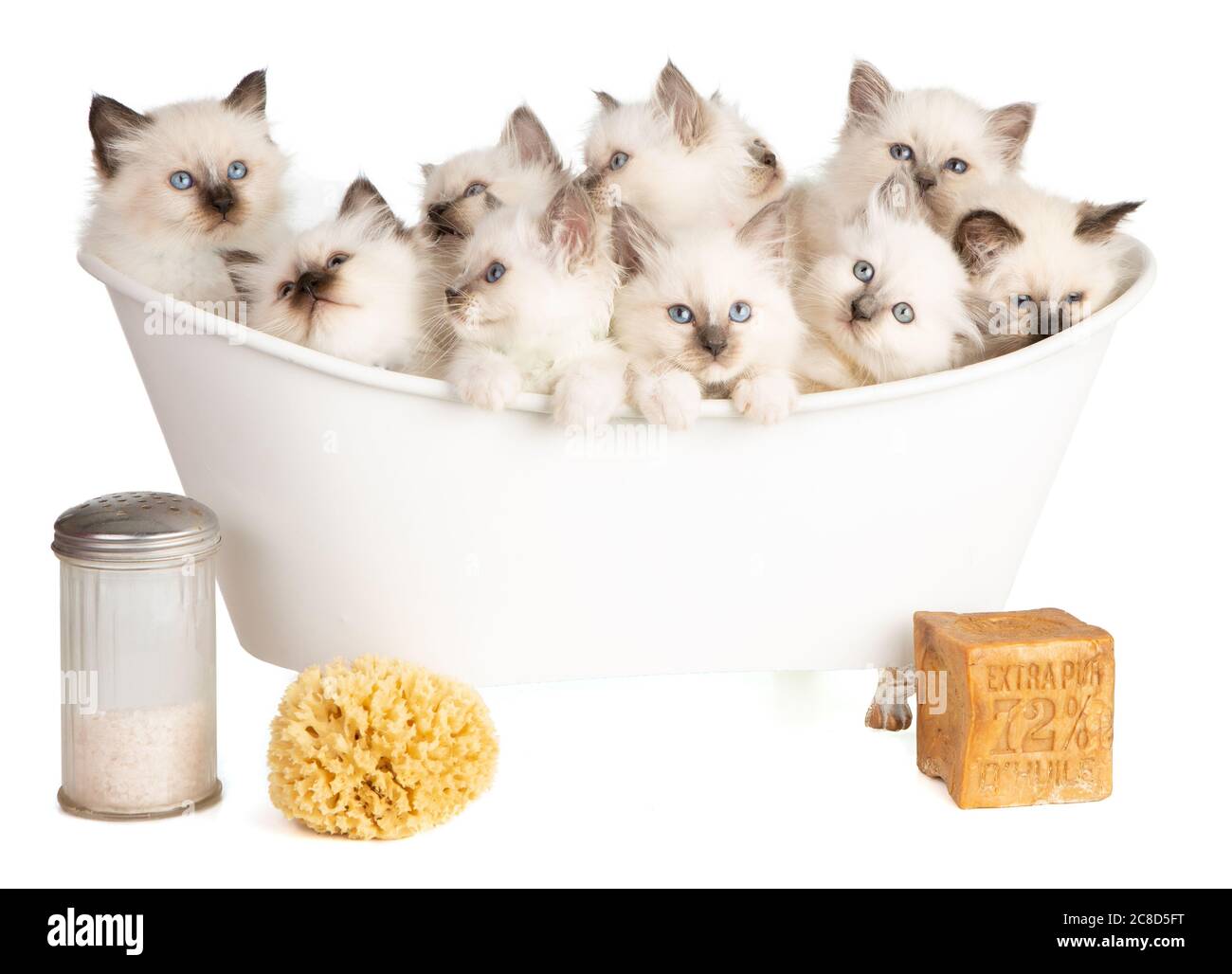 Ten Sacred Burma kittens in a bathtub with soap on a white background ...