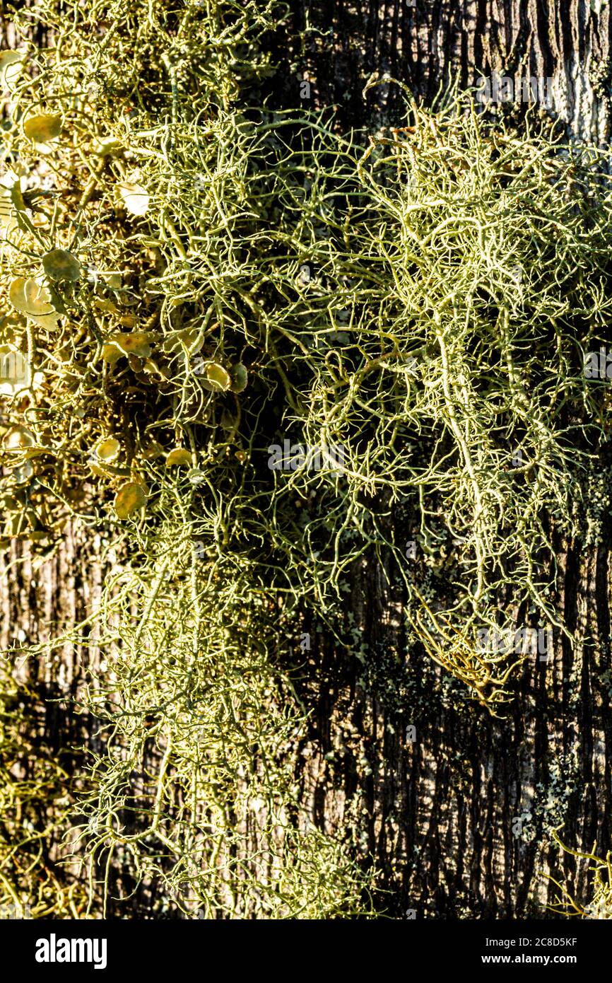 Spanish moss (Tillandsia usneoides) on a tree. Rancho Queimado, Santa ...