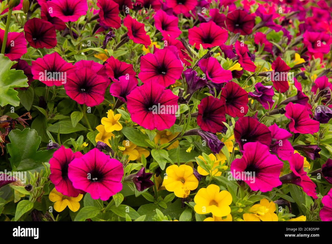 Bright cerise hi-res stock photography and images - Alamy