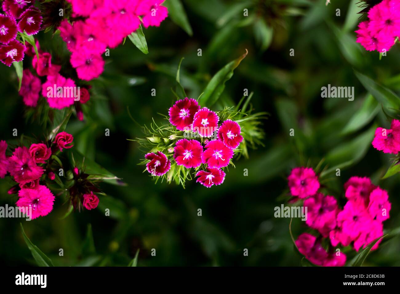 Dianthus barbatus .bright pink cluster of carnation flowers on a blurry ...