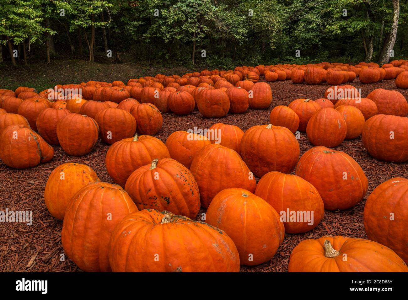 Oversized orange pumpkins very large and heavy sitting in the field at ...