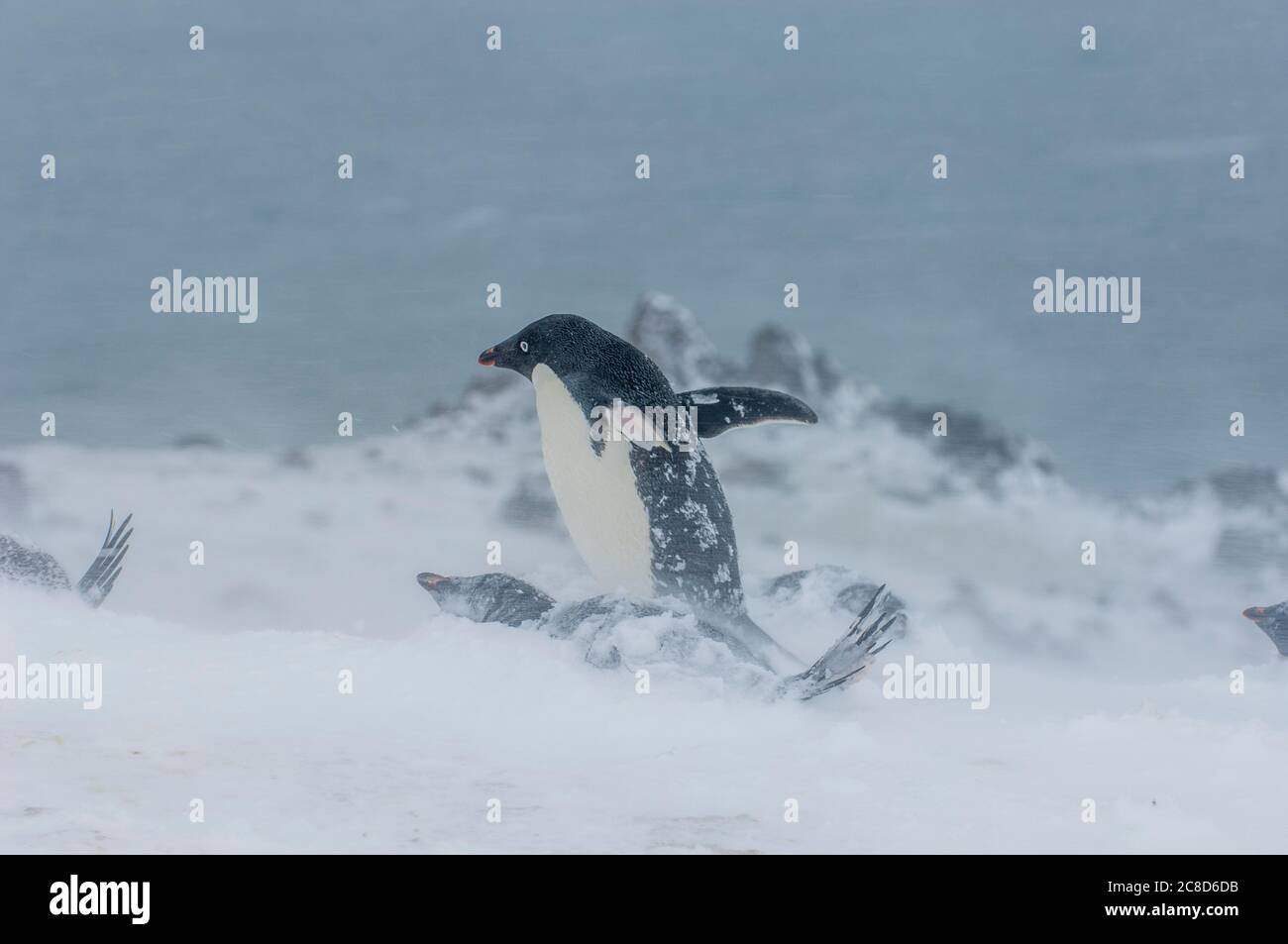 An Adelie penguin (Pygoscelis adeliae) is walking through an Adelie ...