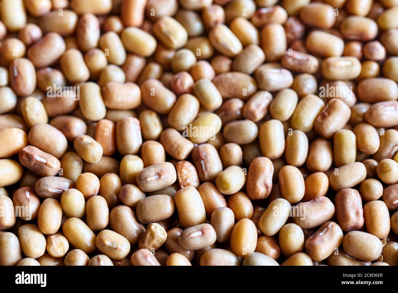 Vigna aconitifolia hi-res stock photography and images - Alamy