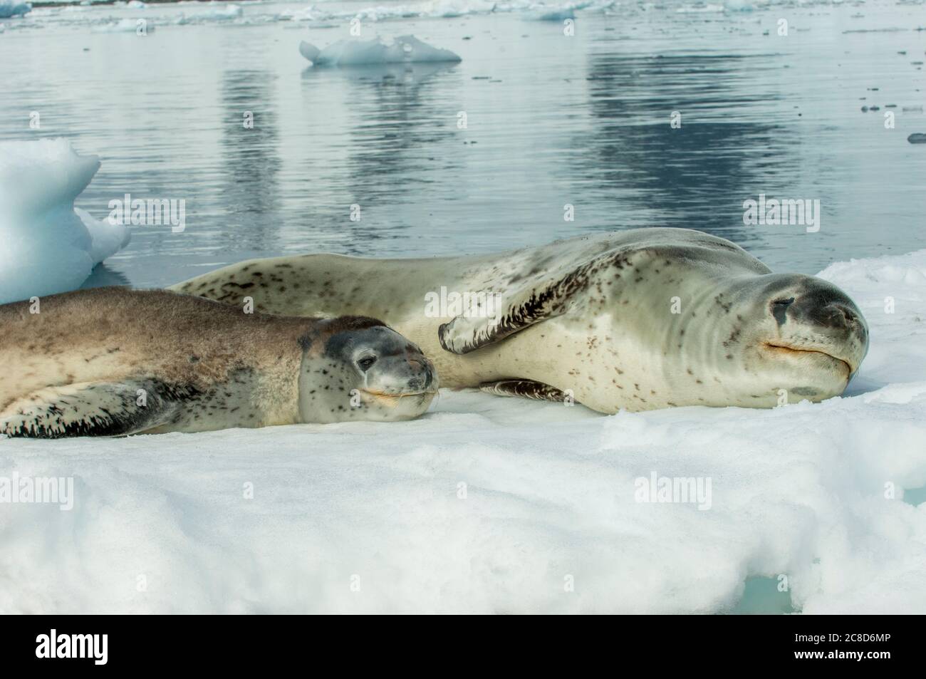 Baby Leopard Seals