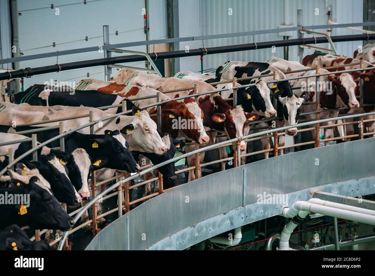 Milking cows by automatic industrial milking rotary system in modern ...