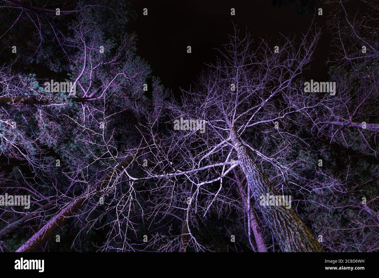 Night Photo of Illuminated Trees Stock Photo - Alamy