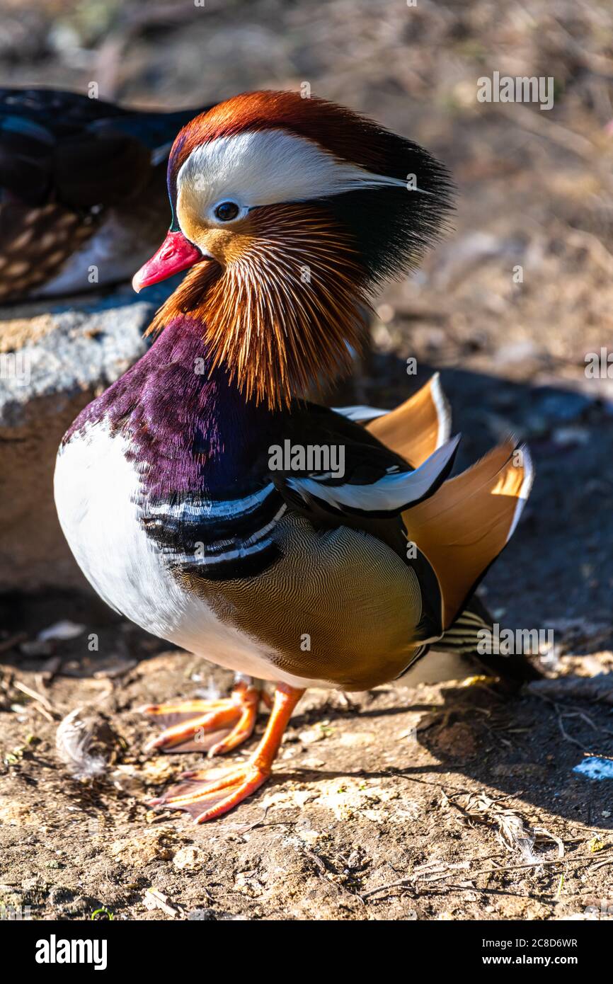 Male Mandarin Duck (Aix galericulata Stock Photo - Alamy