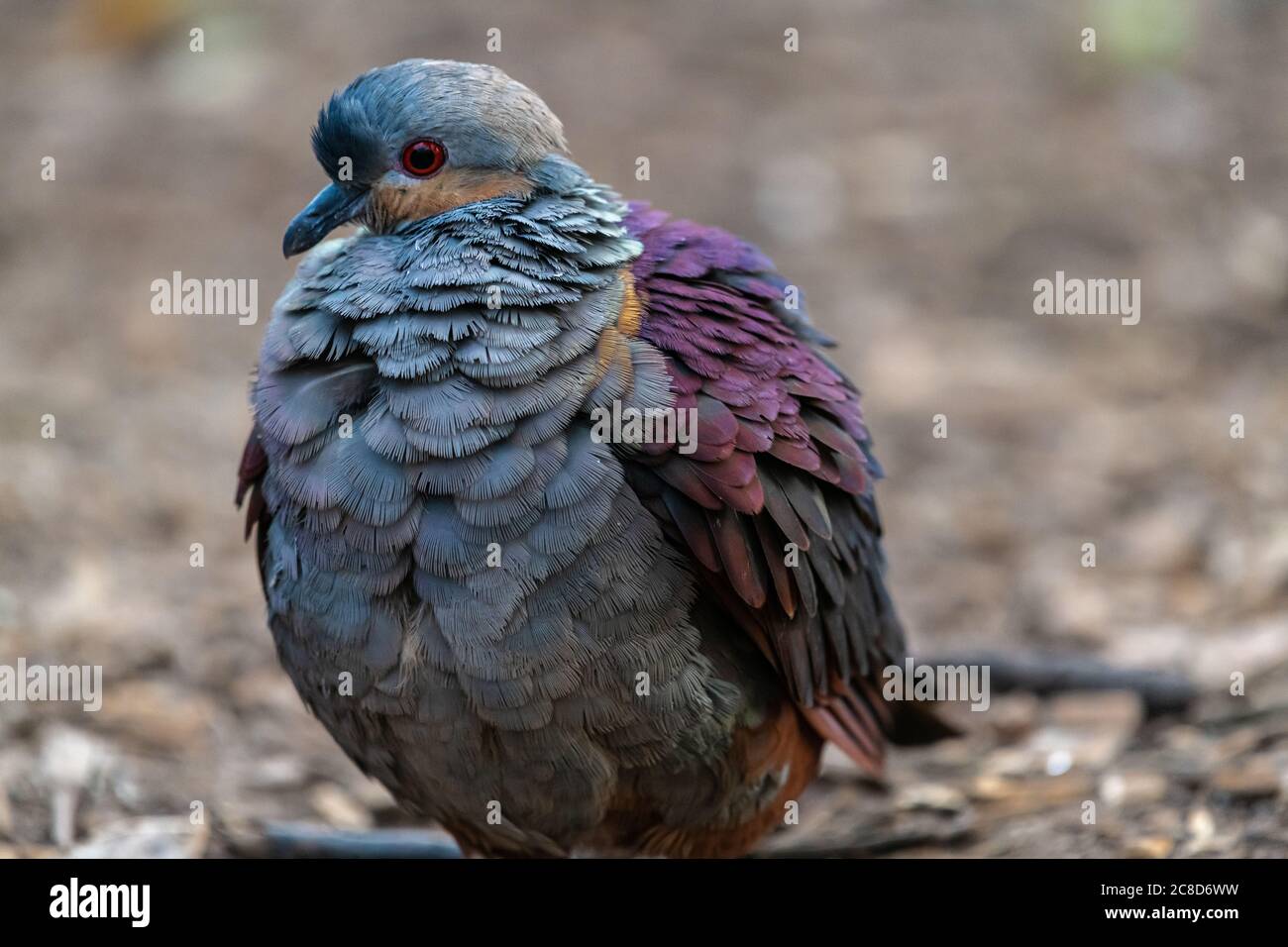 Common Emerald Dove (Chalcophaps indica Stock Photo - Alamy
