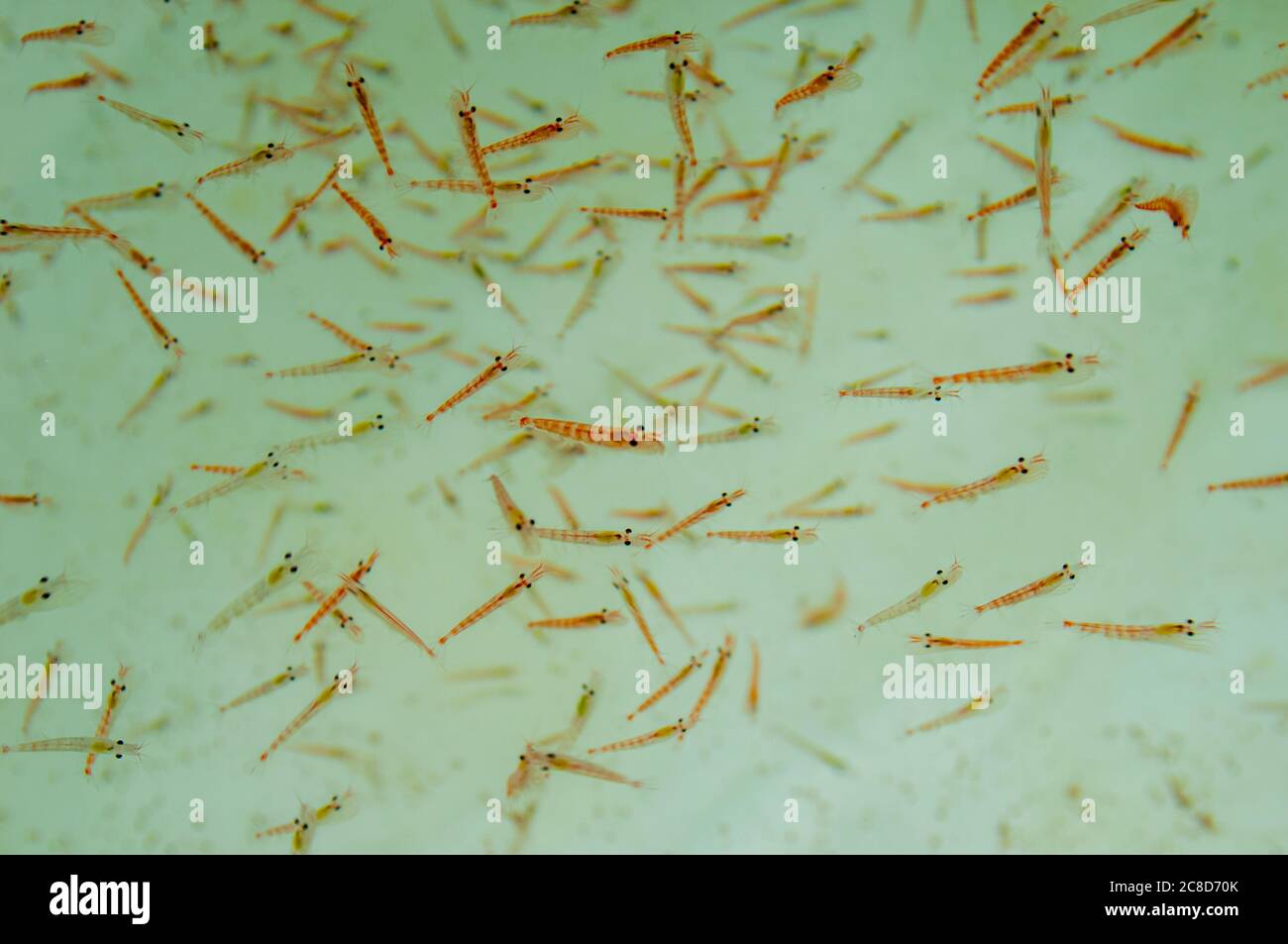 An aquarium with krill at Palmer Station, which is a United States ...