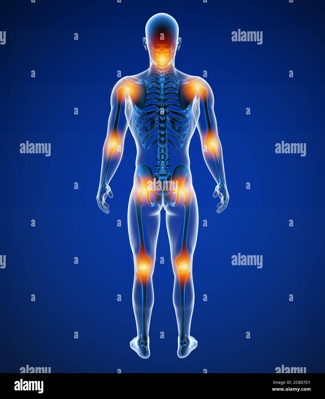 Male human body illustration 3d hi-res stock photography and images - Alamy