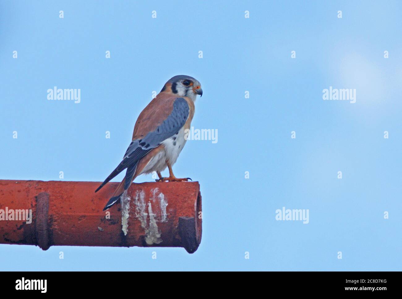 Republic dominican falcon hi-res stock photography and images - Alamy