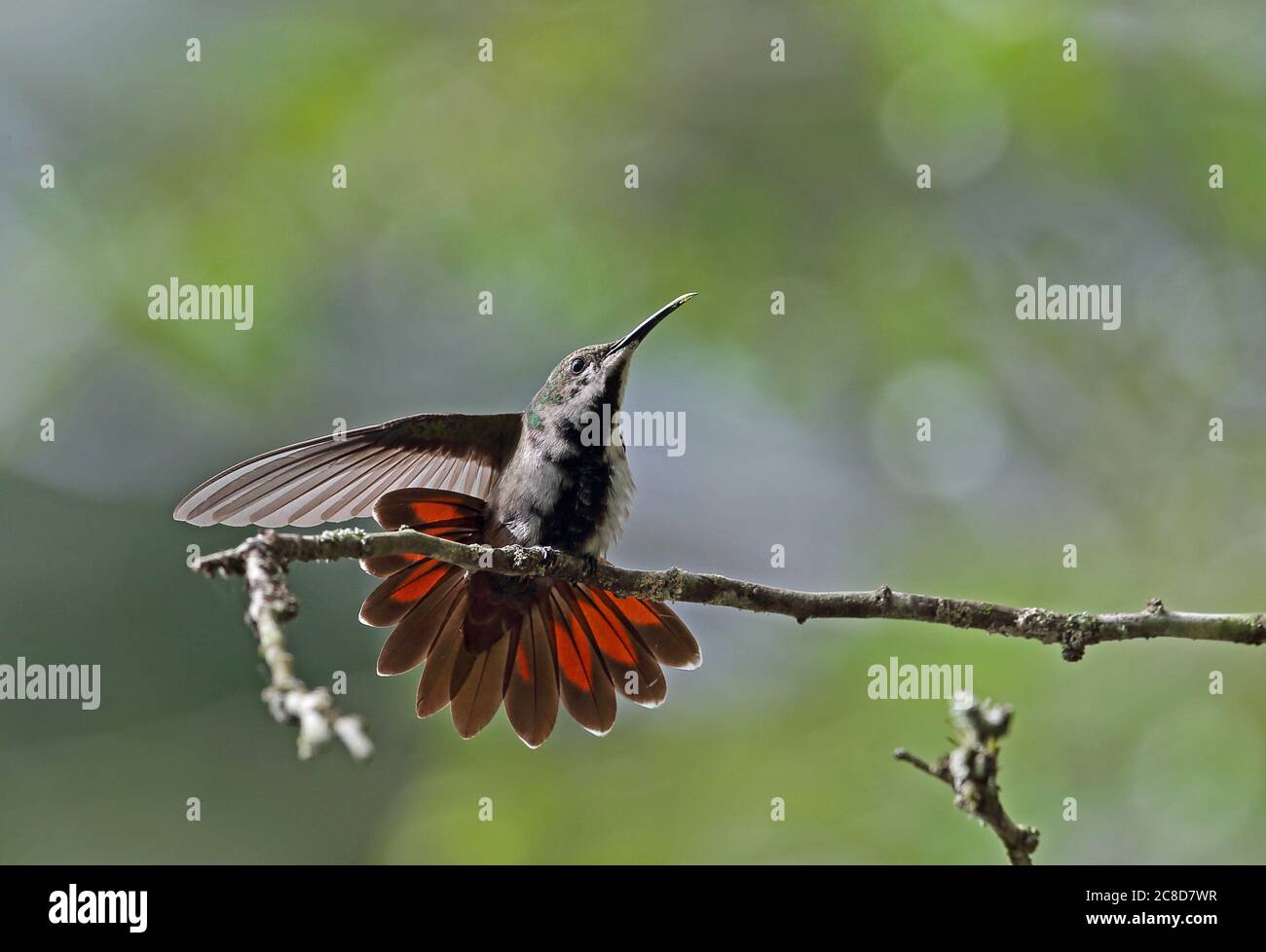 Anthracothorax mango hi-res stock photography and images - Alamy