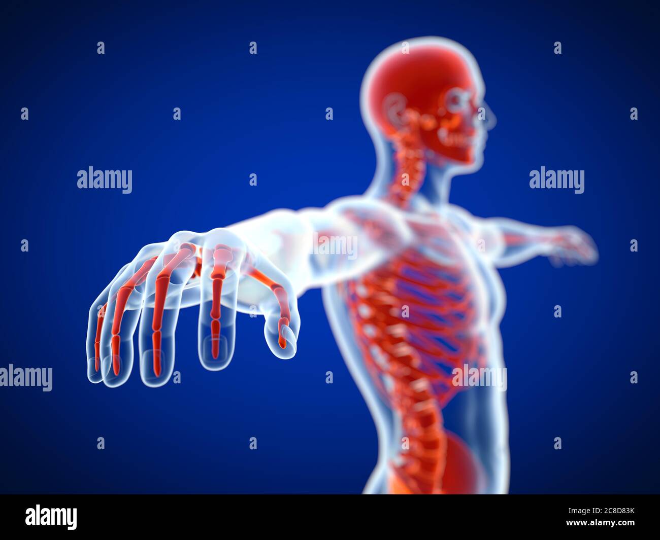 3d rendering illustration of a red skeleton view with x ray Stock Photo ...