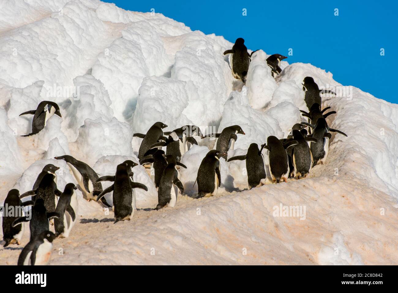 Adelie penguins (Pygoscelis adeliae) walking from the colony over snow ...