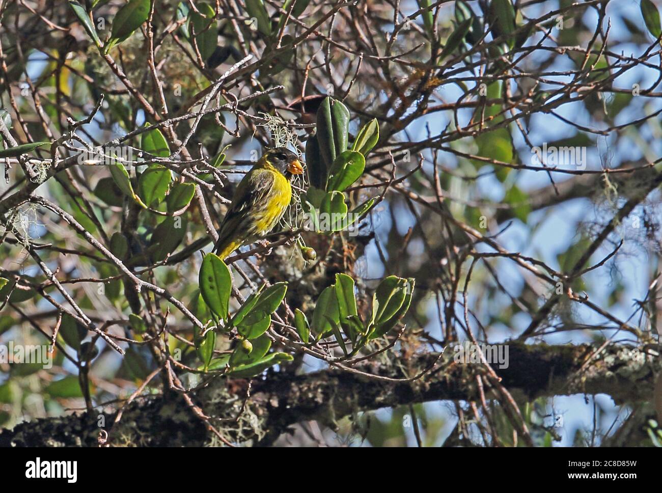 Carduelis species hi-res stock photography and images - Alamy