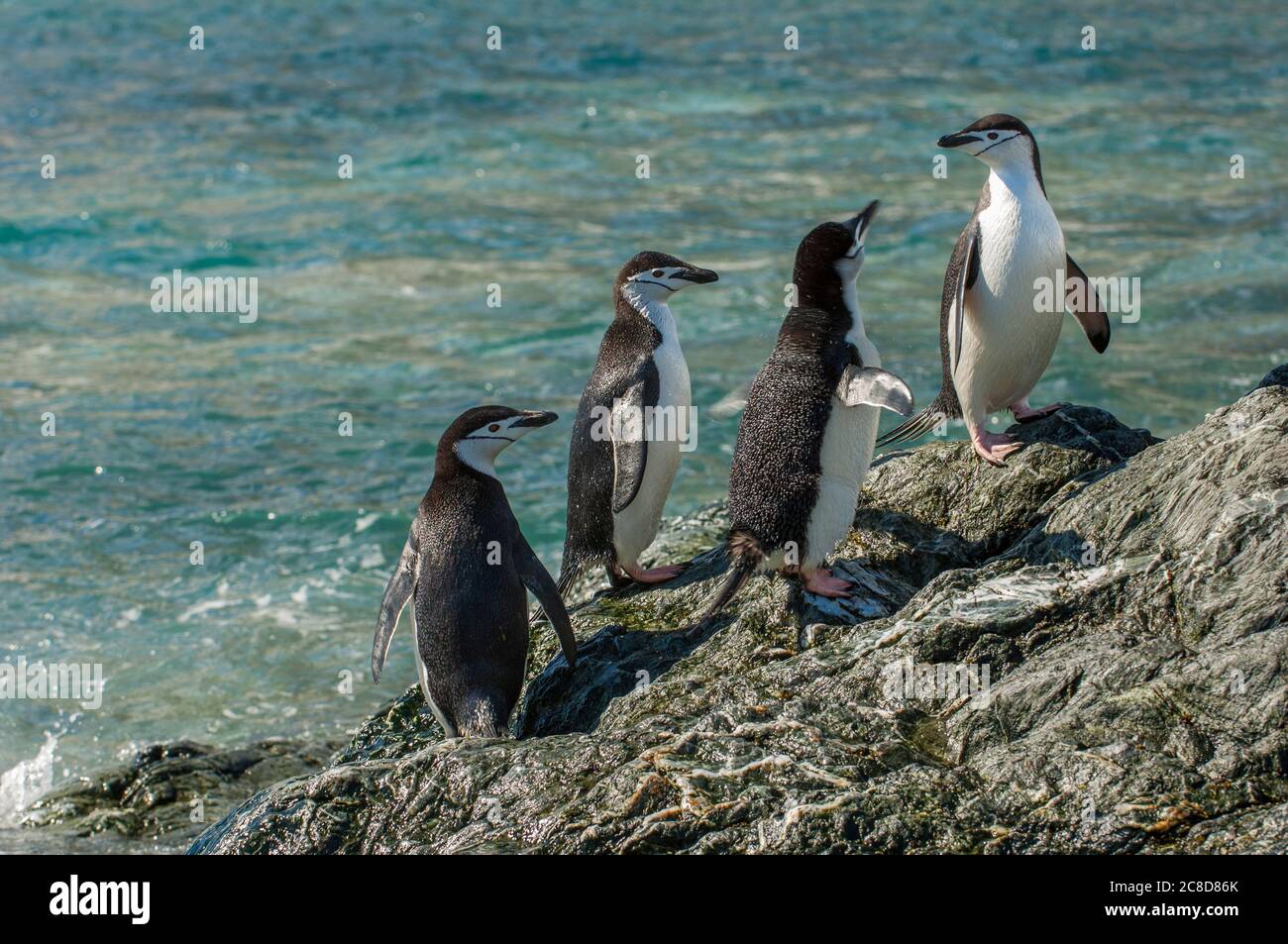 Chinstrap penguins (Pygoscelis antarctica) at Point Wild, where the men ...