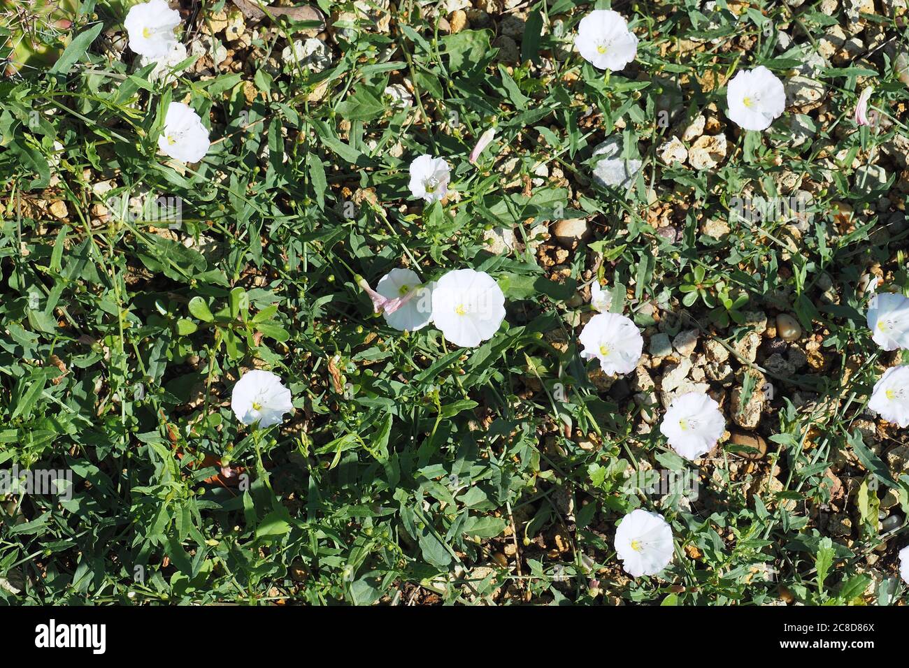 Liseron des champs convolvulus arvensis hi-res stock photography and ...