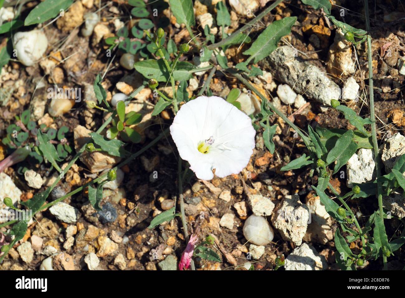 Winde High Resolution Stock Photography and Images - Alamy