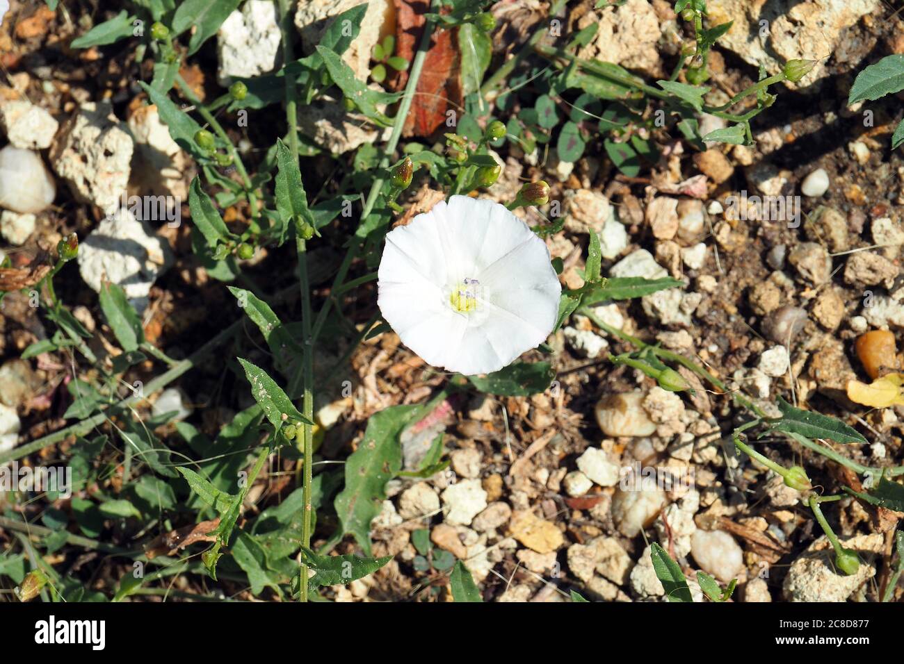 Liseron des champs convolvulus arvensis hi-res stock photography and ...