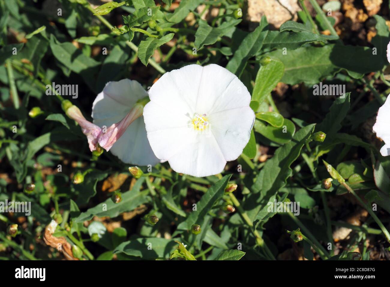 field bindweed, Acker-Winde, Liseron des champs, Convolvulus arvensis ...