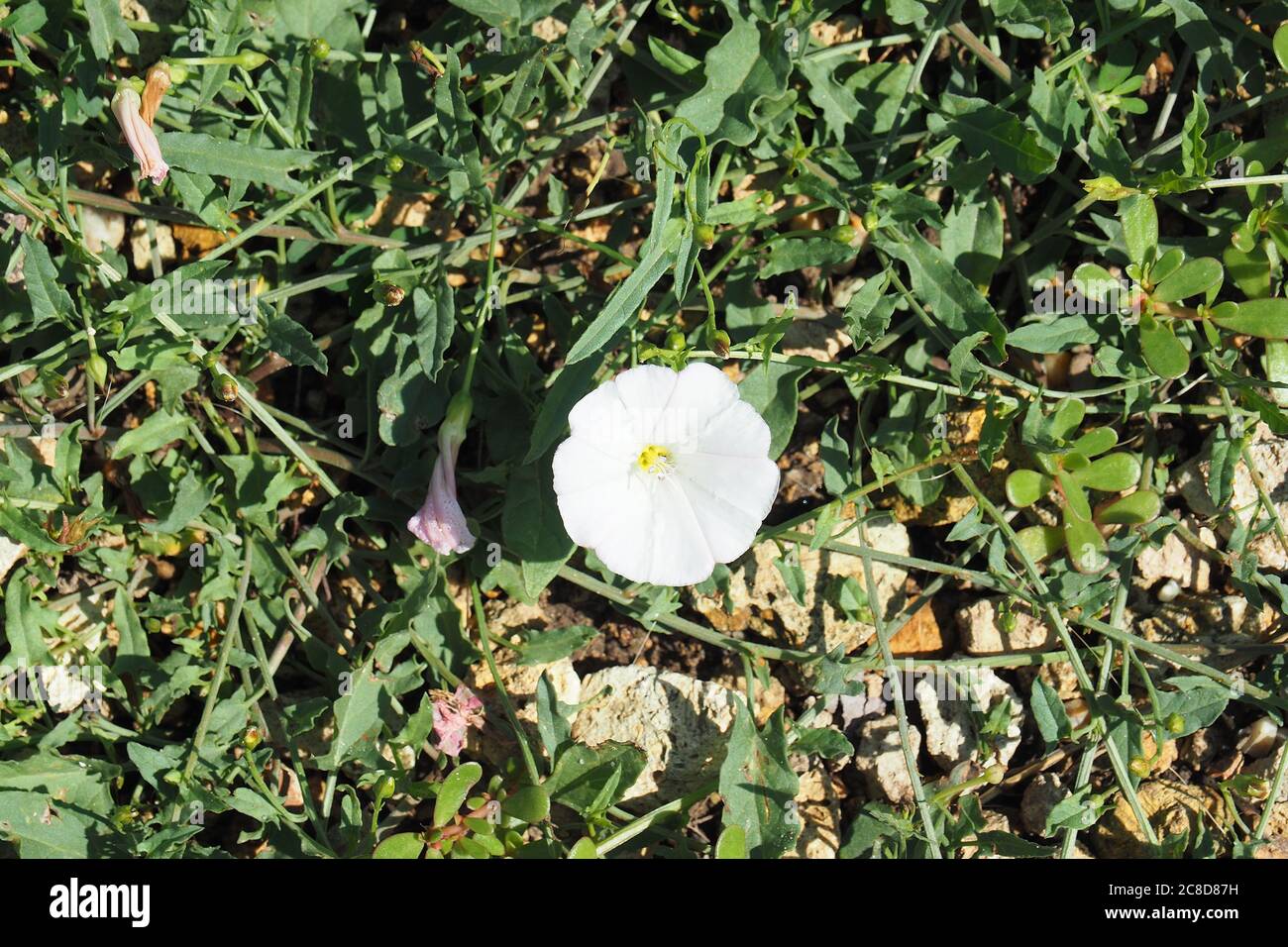 field bindweed, Acker-Winde, Liseron des champs, Convolvulus arvensis ...