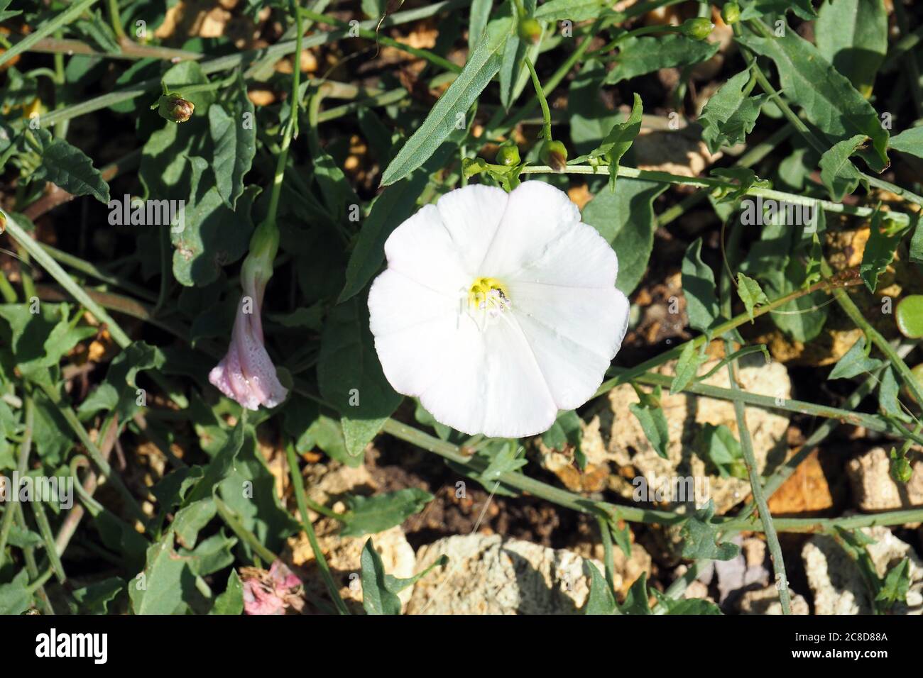 field bindweed, Acker-Winde, Liseron des champs, Convolvulus arvensis ...