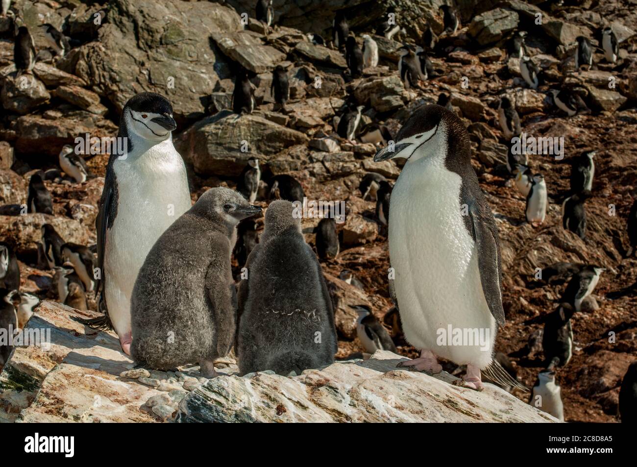 A Chinstrap penguin (Pygoscelis antarctica) couple with chicks at Point ...