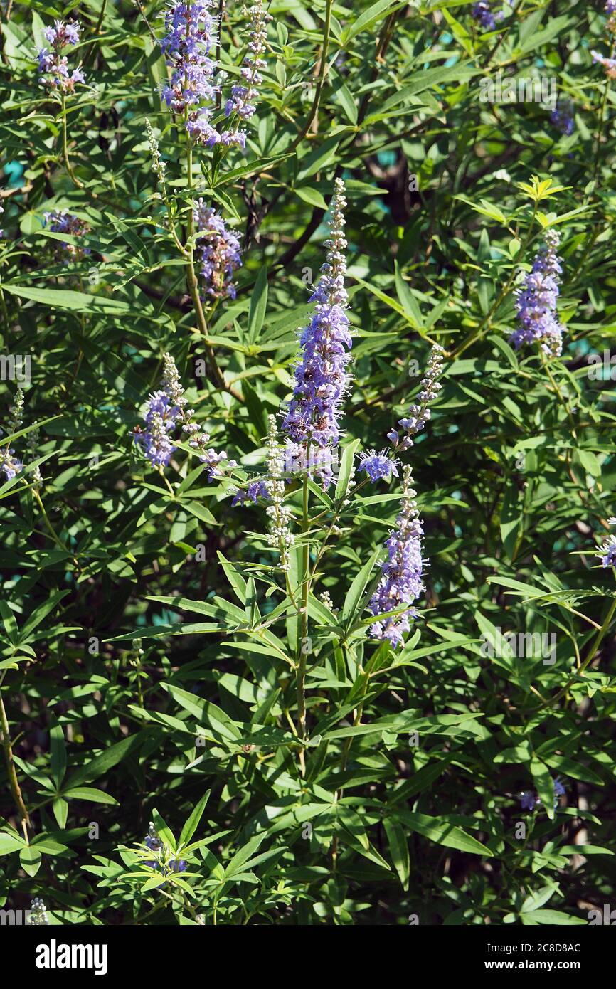 vitex, chaste tree, chasteberry, Abraham's balm, lilac chastetree, monk ...