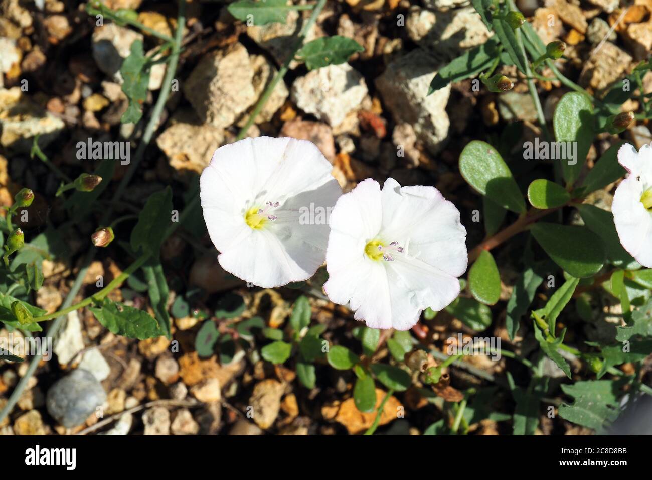 field bindweed, Acker-Winde, Liseron des champs, Convolvulus arvensis ...