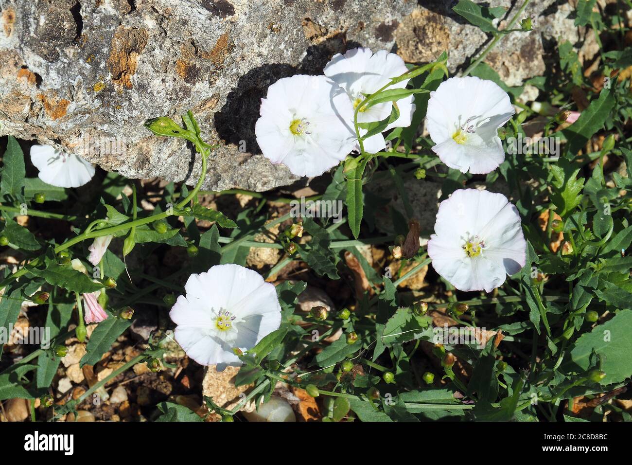 field bindweed, Acker-Winde, Liseron des champs, Convolvulus arvensis ...