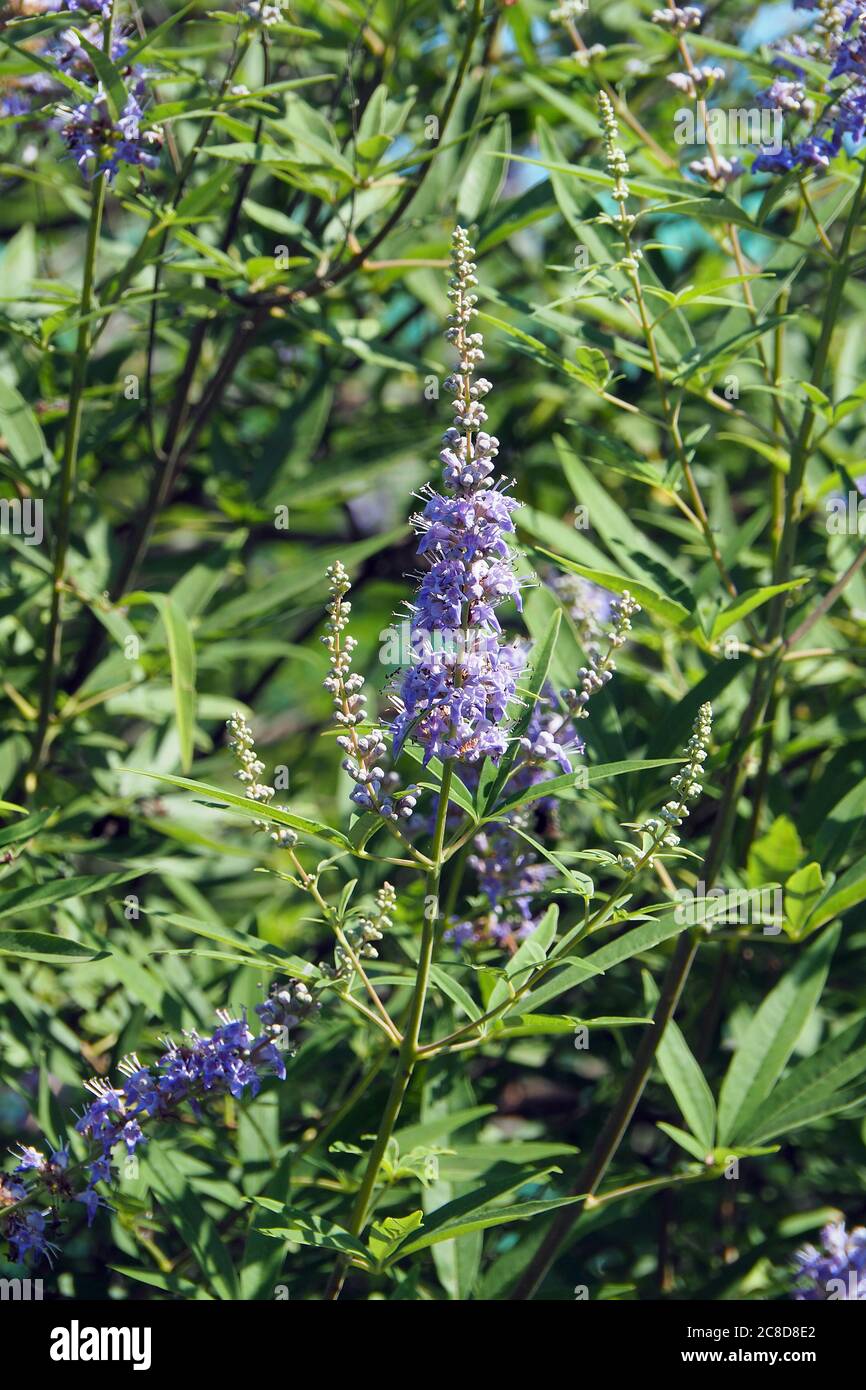vitex, chaste tree, chasteberry, Abraham's balm, lilac chastetree, monk ...