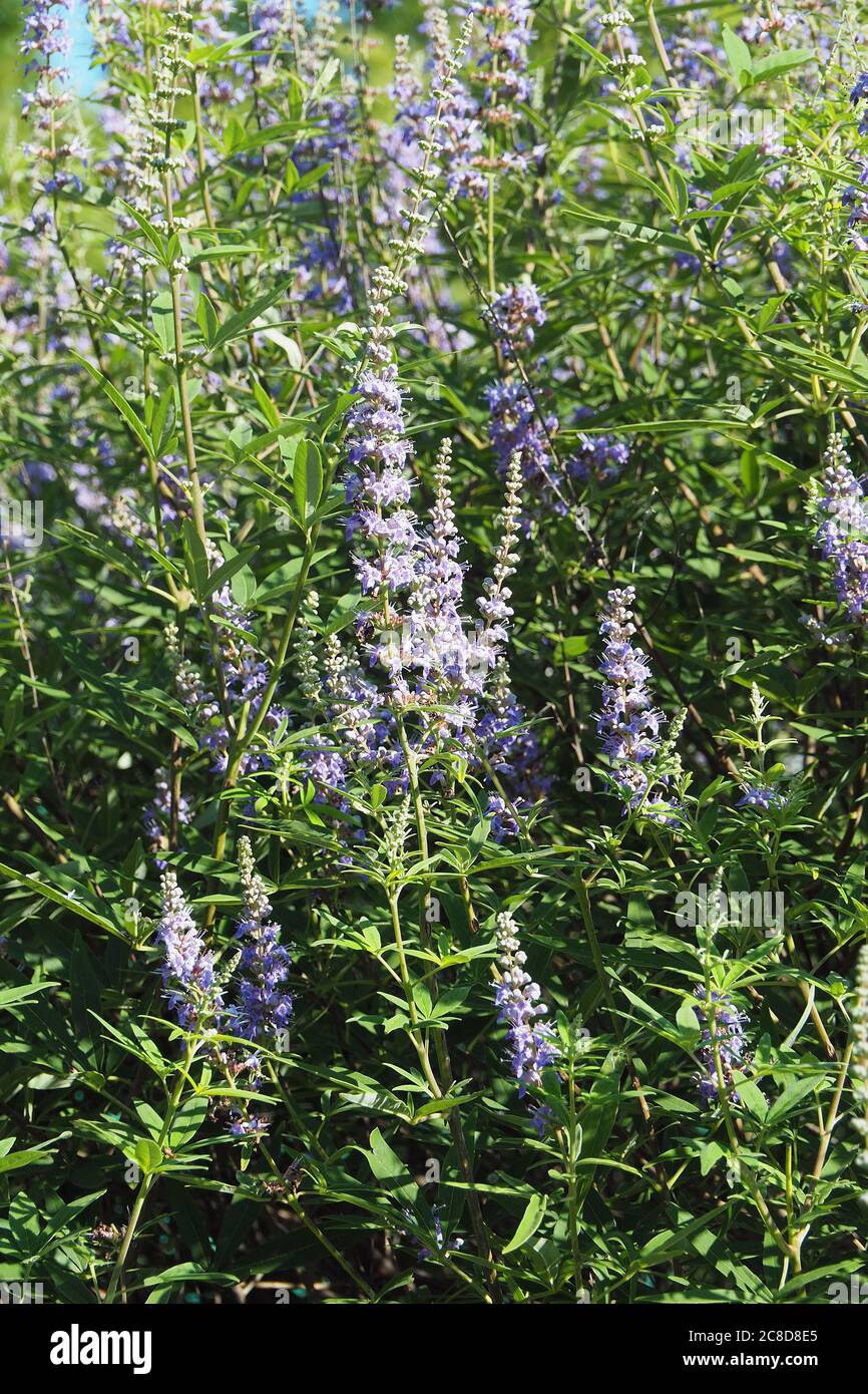 vitex, chaste tree, chasteberry, Abraham's balm, lilac chastetree, monk ...