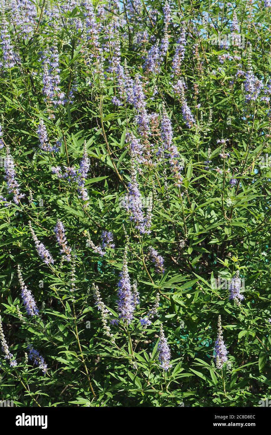 vitex, chaste tree, chasteberry, Abraham's balm, lilac chastetree, monk ...