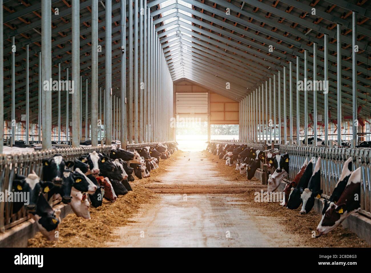 Diary cows in modern free livestock stall Stock Photo - Alamy