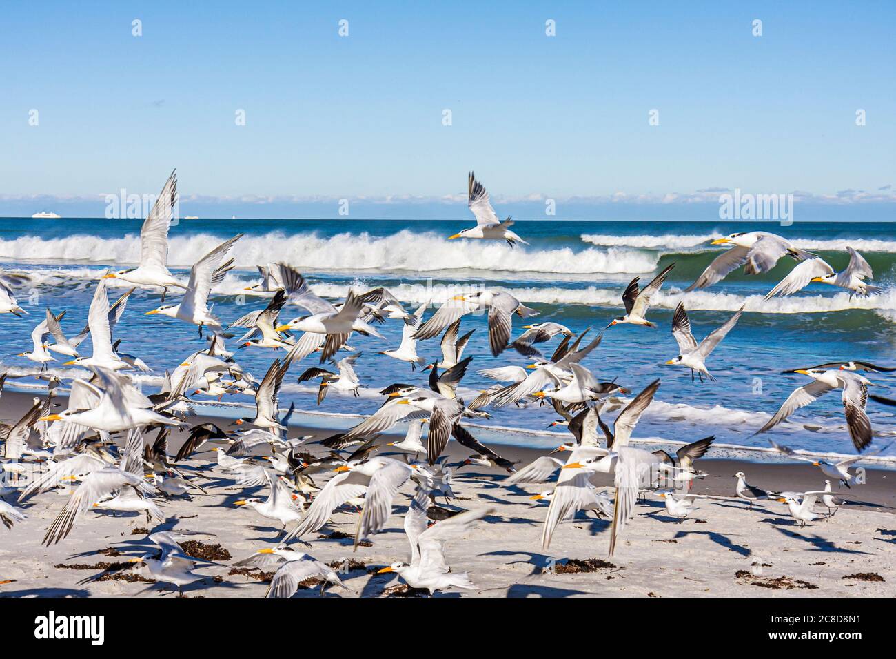Cocoa Beach Florida,Atlantic Ocean water animal,bird birds,seabird ...