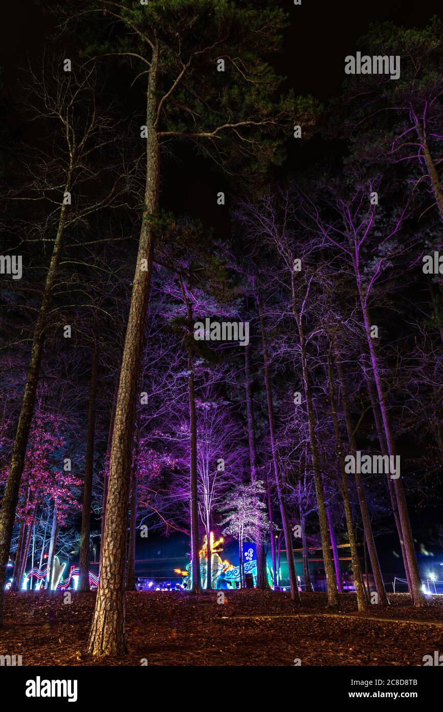 Night Photo of Illuminated Trees Stock Photo - Alamy