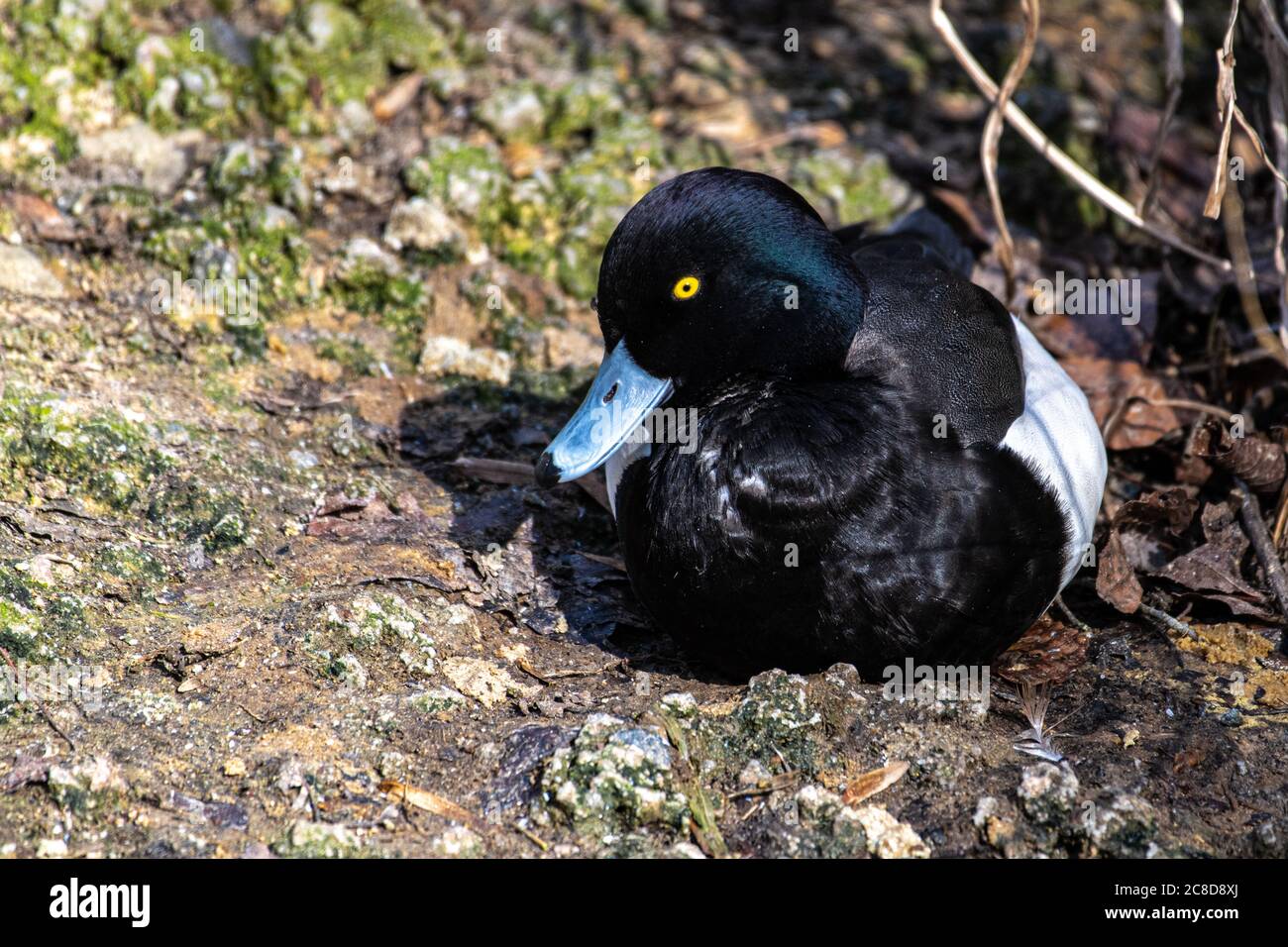 Greater scaup drake hi-res stock photography and images - Alamy
