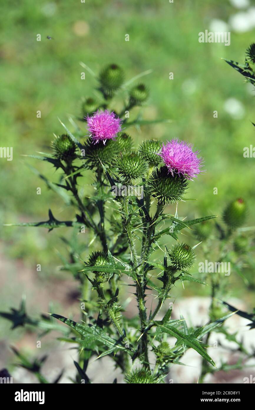 spear thistle, bull thistle, or common thistle. Gewöhnliche Kratzdistel ...