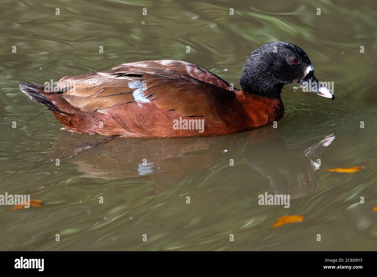 Swimming Hartlaub's Duck (Pteronetta hartlaubii Stock Photo - Alamy