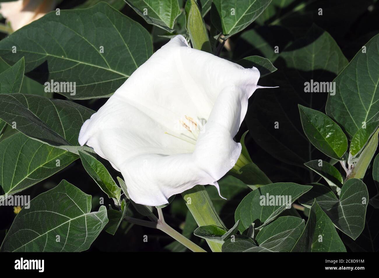 Indian trumpet flower hi-res stock photography and images - Alamy