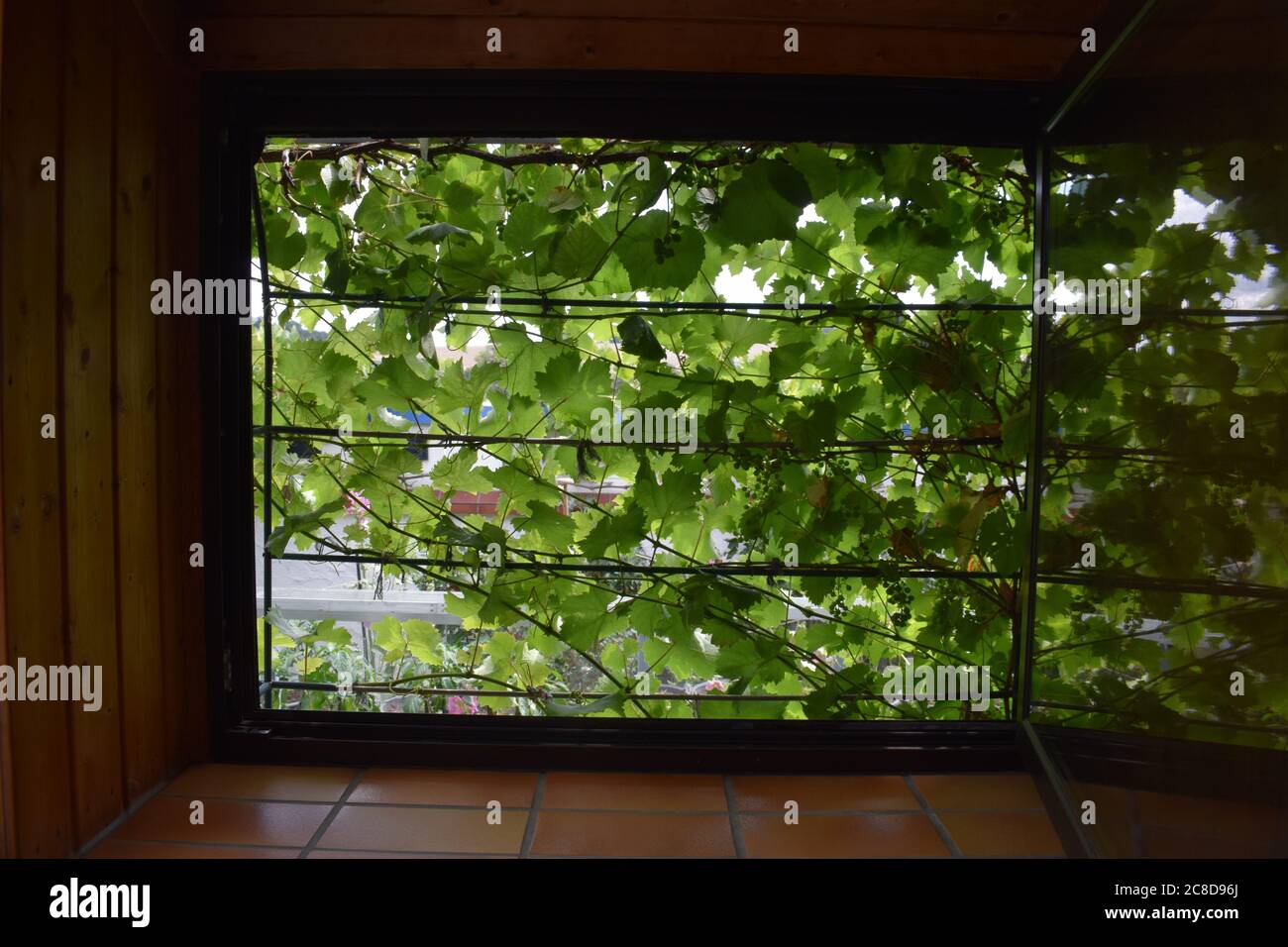 vine in front of the window Stock Photo - Alamy