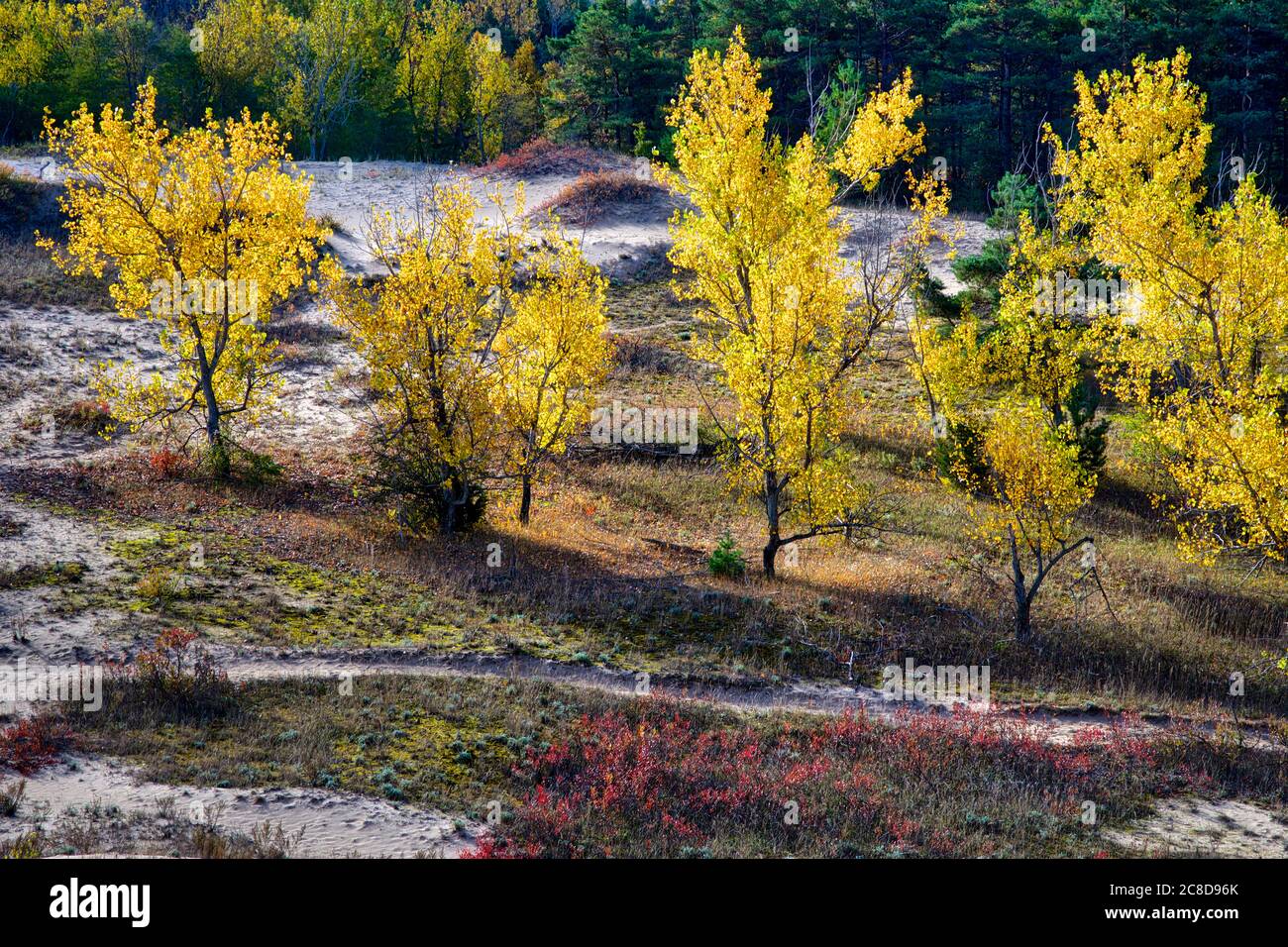 Colorful landscape of sands dunes with highlight of autumn leaf color ...