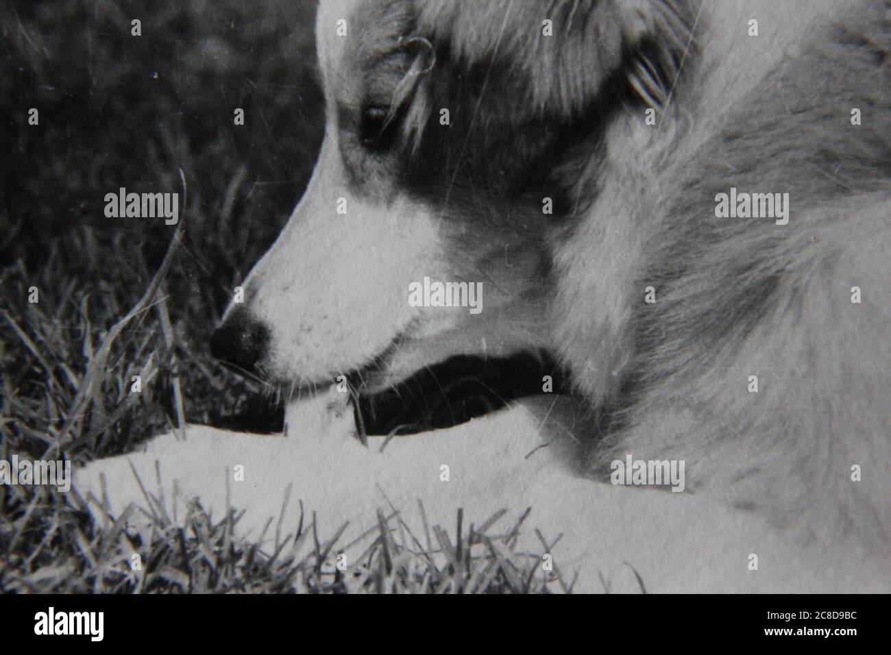 Fine 70s vintage black and white lifestyle photography of a happy ...