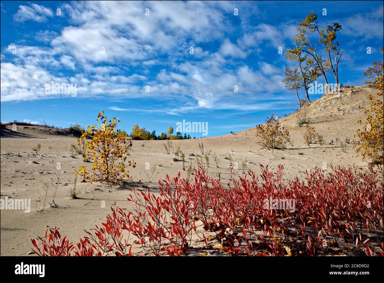 Colorful landscape of sands dunes with autumn leaf color Stock Photo ...