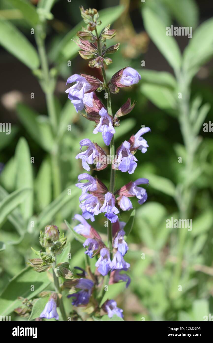 sage in summer Stock Photo - Alamy